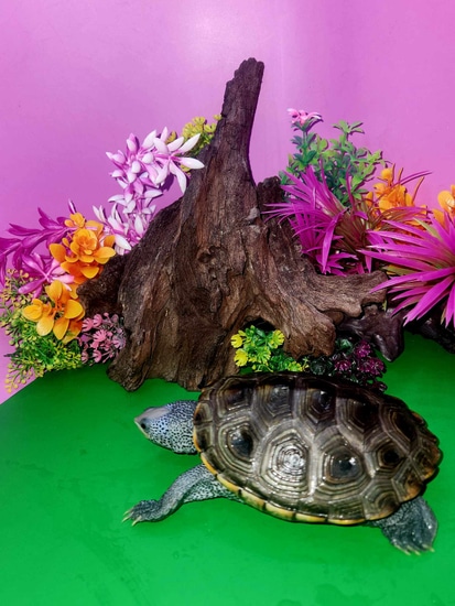 Blue Diamondback Terrapin by Standout Serpents LLC