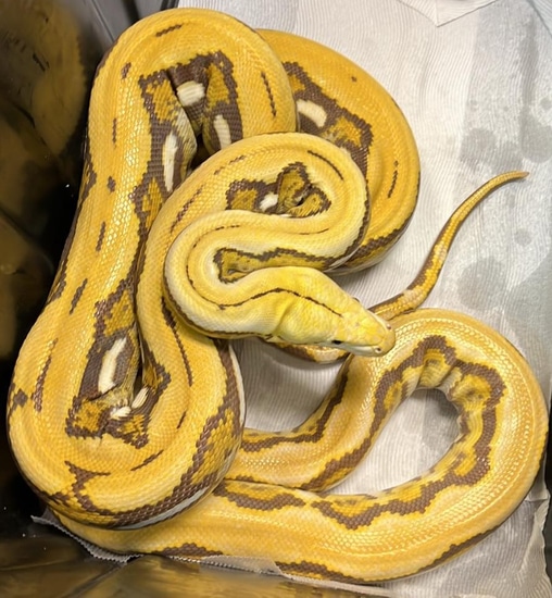 RTB Caramel Tiger Reticulated Python by Standout Serpents LLC