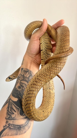 Stunning Tame Unicolor Cribo Cribo & Indigo Snakes by Standout Serpents LLC