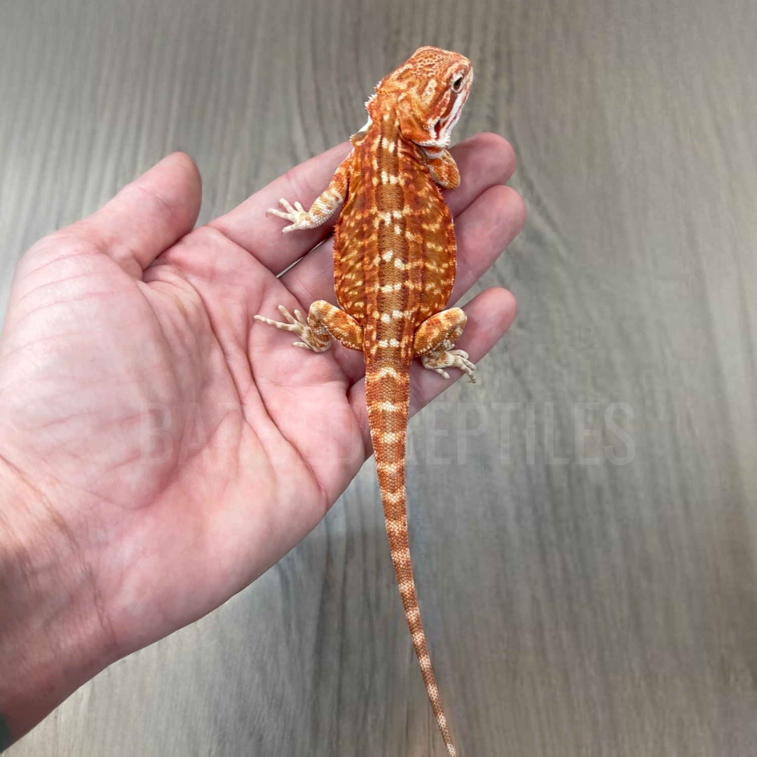 Leatherback Genetic Stripe Het Trans Het Hypo Central Bearded Dragon by ...