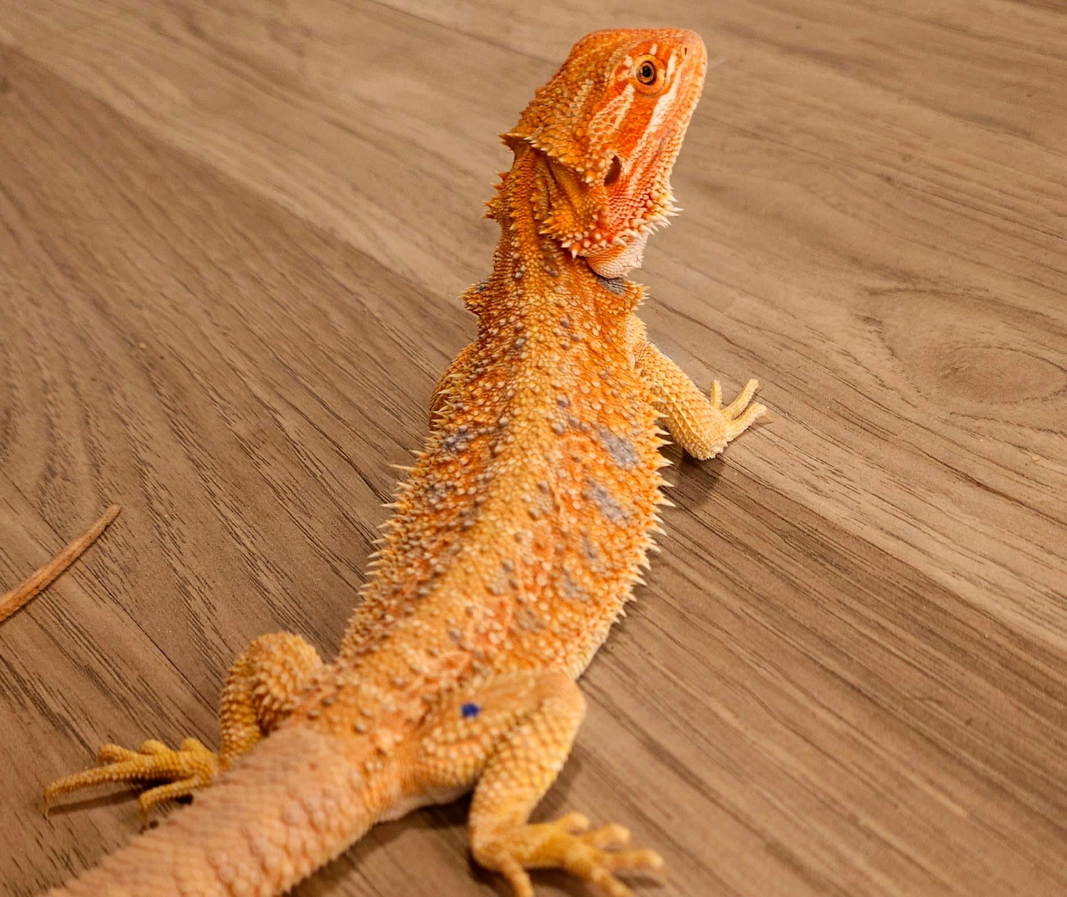 Hypo Rainbow Tiger #7 Central Bearded Dragon by Barbed Reptiles, LLC ...
