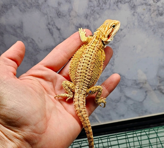 Yellow Genetic Stripe Het Hypo Het Trans Central Bearded Dragon by ...