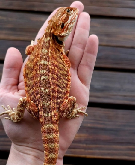 Leatherback Genetic Stripe Het Hypo Het Trans Central Bearded Dragon by ...