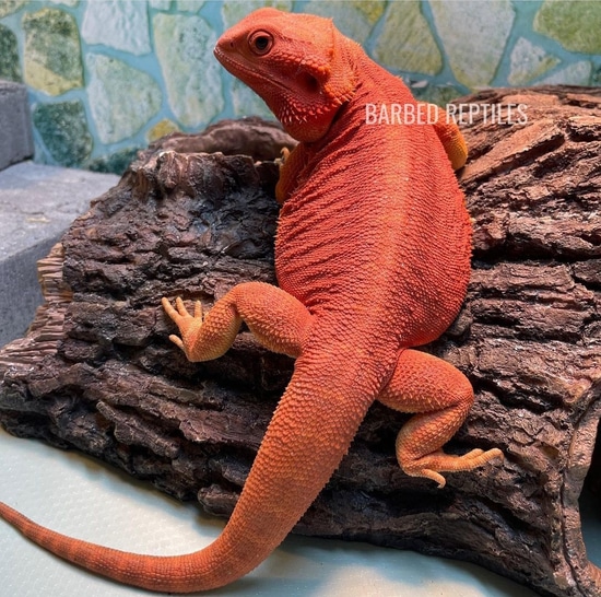 Leatherback Hypo Translucent Red Citrus Central Bearded Dragon by ...