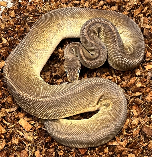 Pewter Pinstripe Ball Python by Kishes Critters