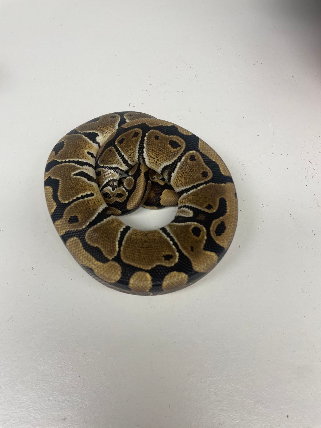 Blade Het Clown Ball Python by Kishes Critters - MorphMarket