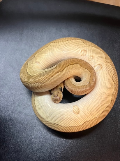 Lesser Leopard Clown 66% Het DG Ball Python by Kishes Critters