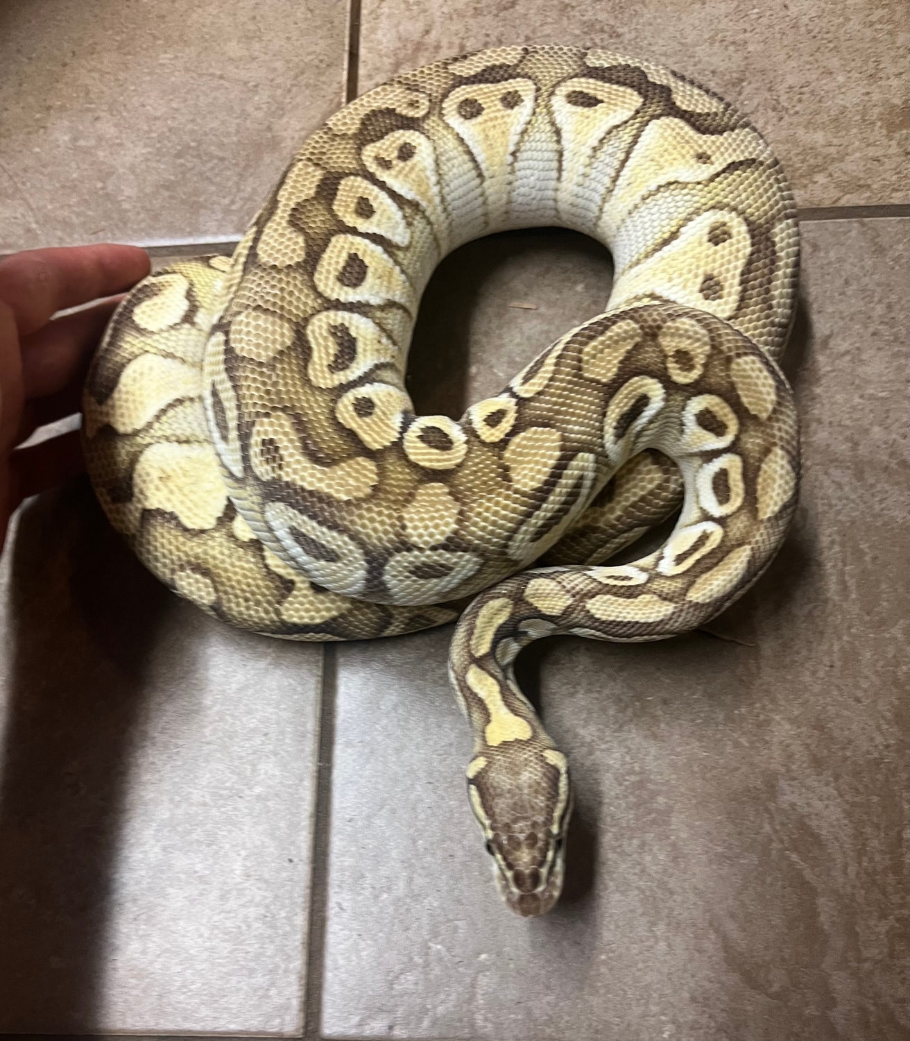 Pastel Lesser Het Clown Ball Python by Kishes Critters - MorphMarket