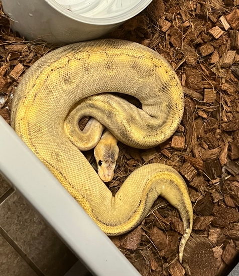 Mimosa Het Clown *shipped* Ball Python by Kishes Critters