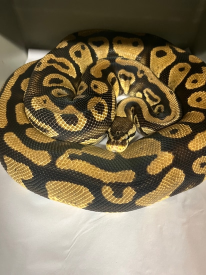 Pastel YB Het Genetic Stripe Ball Python by Kishes Critters