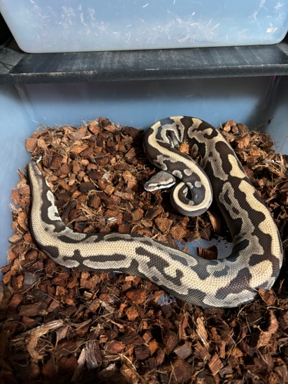 Mojave Leopard Het Clown Ball Python by Kishes Critters