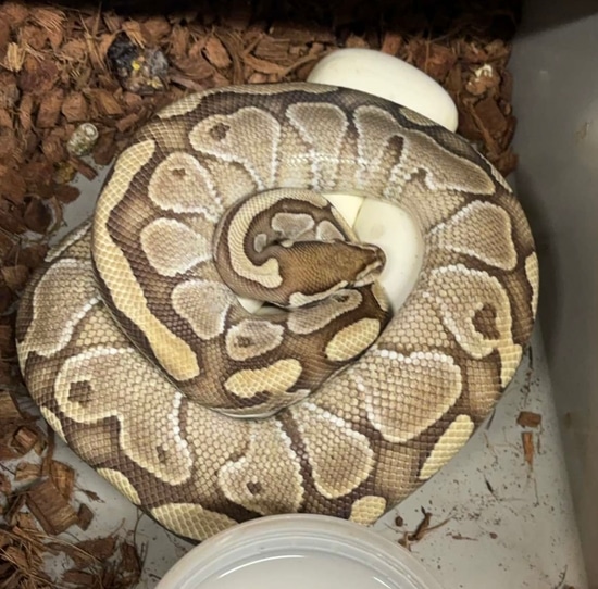 Pastave Het Clown Ball Python by Kishes Critters
