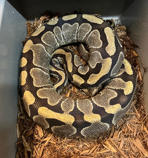 Enchi Blade Het Clown Ball Python by Kishes Critters