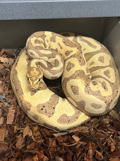 Banana Leopard Arroyo Het Clown Ball Python by Kishes Critters