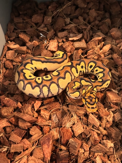 OD YB Red Stripe Clown Pos Het Hypo Stripe Ball Python by Kishes Critters