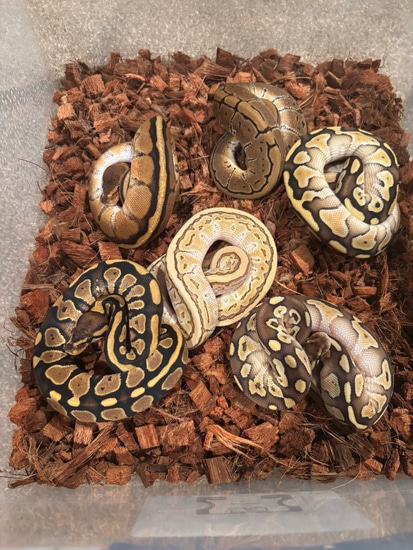6 Balls 1 Price Wholesale Group Ball Python by Kishes Critters