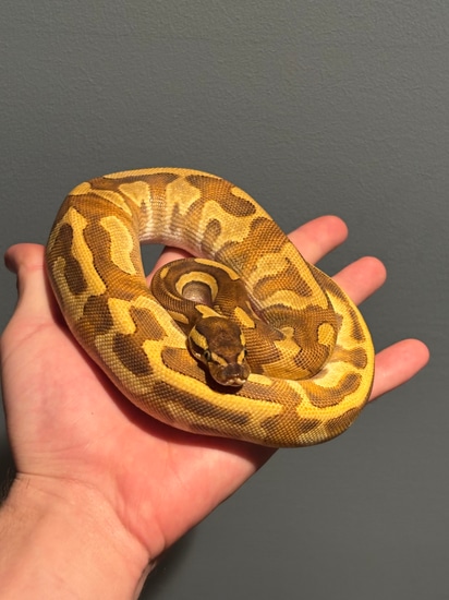Cleopatra Ball Python by Kishes Critters
