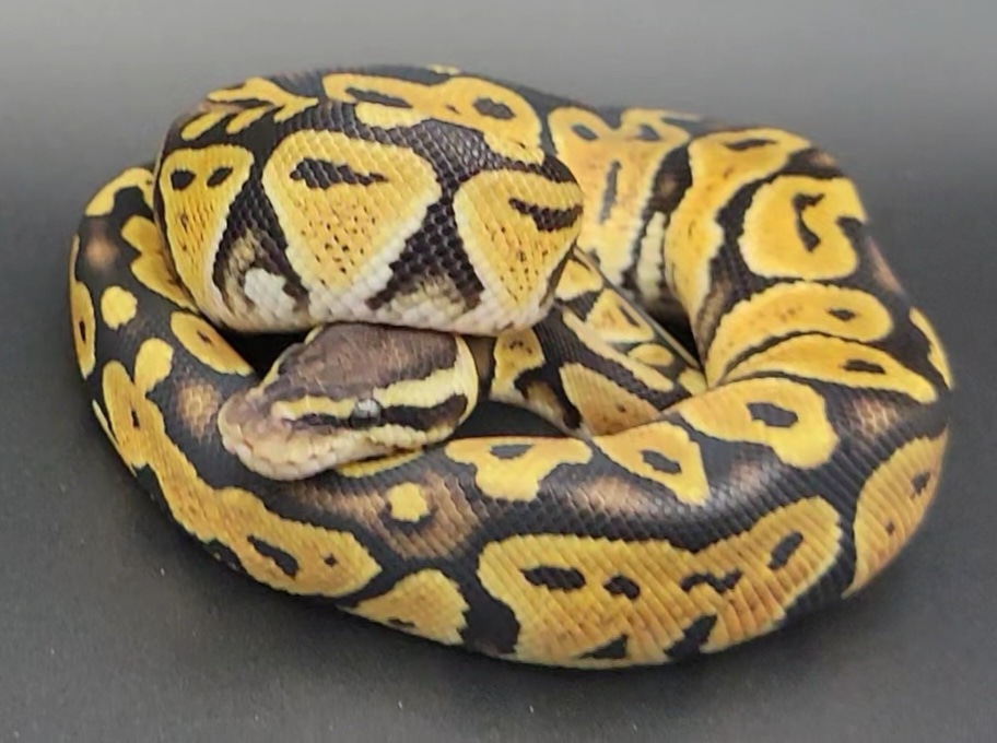 Super Pastel Ball Python by Magesbane Morphs - MorphMarket