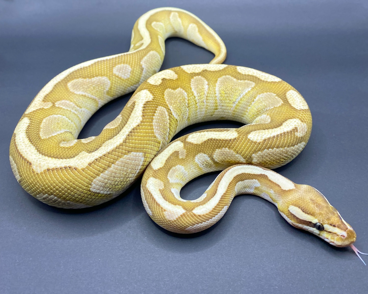 OD Butter Het DG Ball Python by Ohana Exotics - MorphMarket