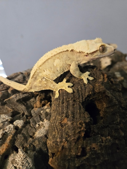 Mango Proven Female Crested Gecko by Hogwild Geckos