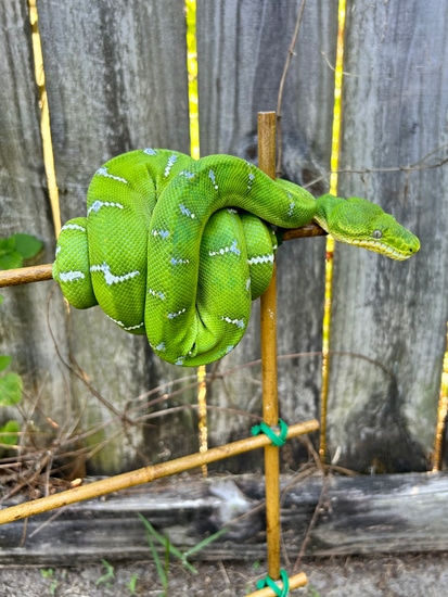 USCBB Northern Emerald Tree Boa by Mojo Herpetoculture