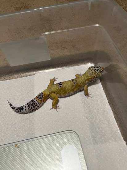Black Night Murphy Patternless Leopard Gecko by AGecko2NV
