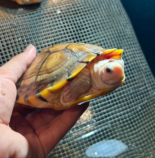Cb Adult Female Caramel Pink Albino Red Eared Slider Slider Turtle by ...