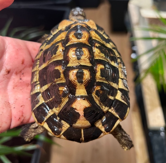 CB ‘18 Adult Male Western Hermanns Tortoise (Sardinian Locale) Hermann ...
