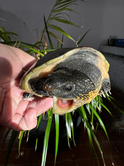 CB 22 Chiapas Giant Musk Mud & Musk Turtles by Albino Shells