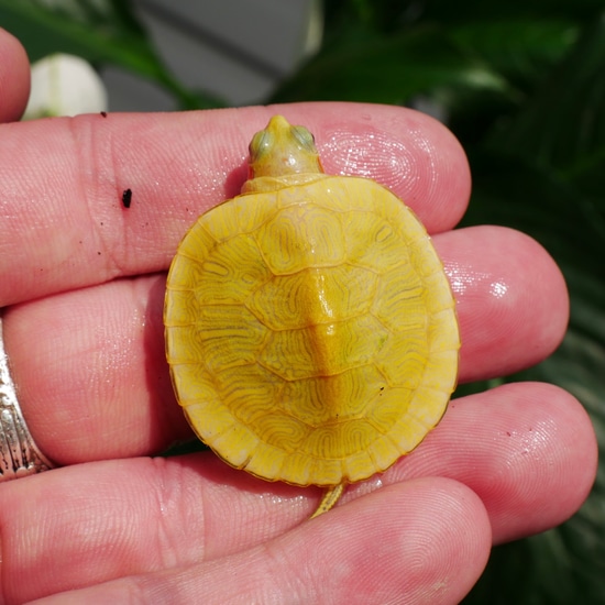 CB 25 Paradox HET Lucy Slider Turtle by Albino Shells