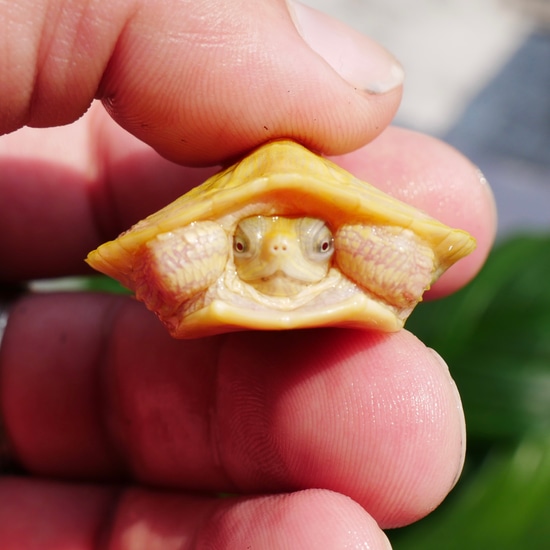 CB 25 Paradox Het Lucy Slider Turtle by Albino Shells