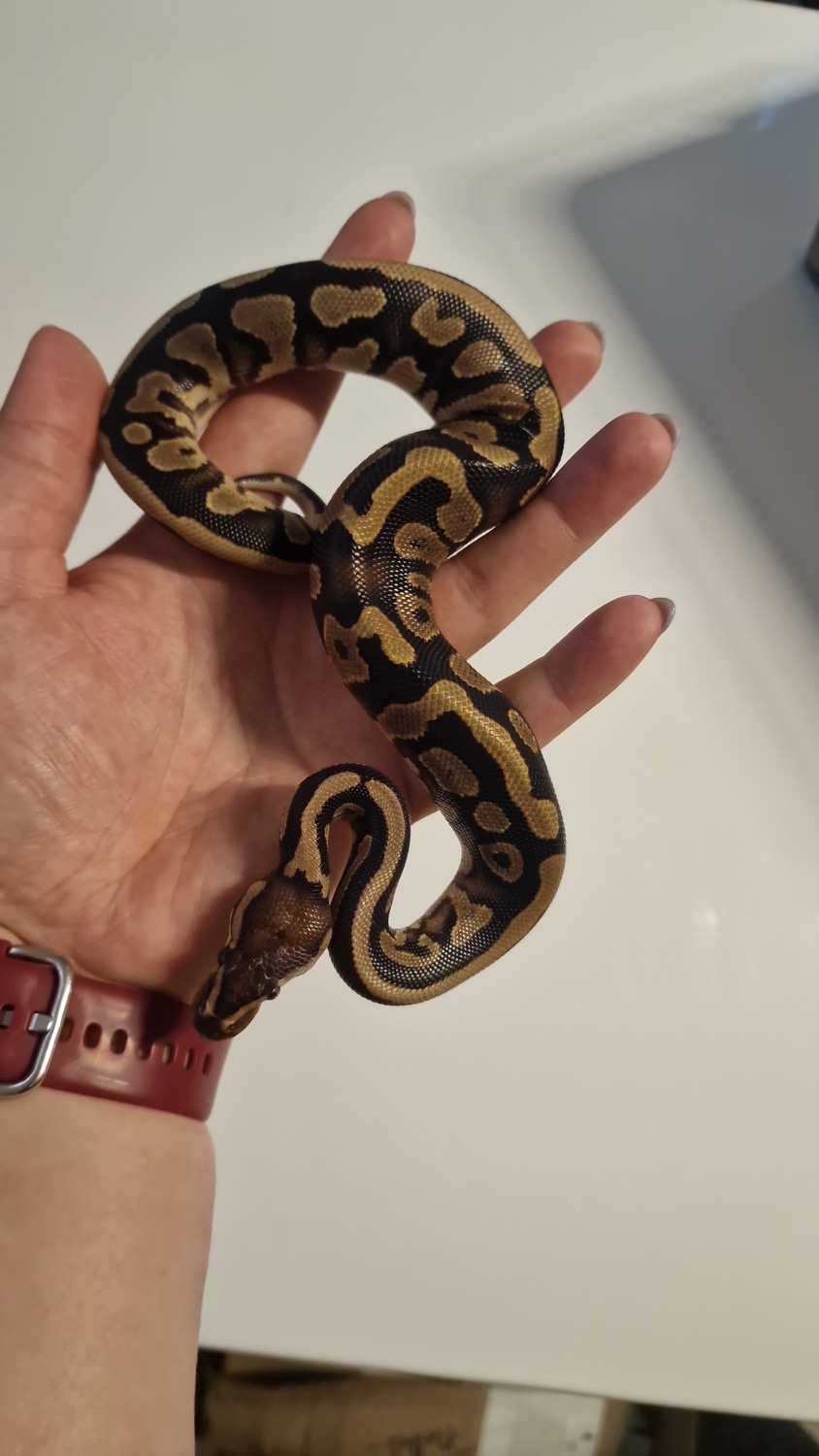 Yellowbelly Dhet Genetic Stripe / Pied Ball Python by KJGenetics ...