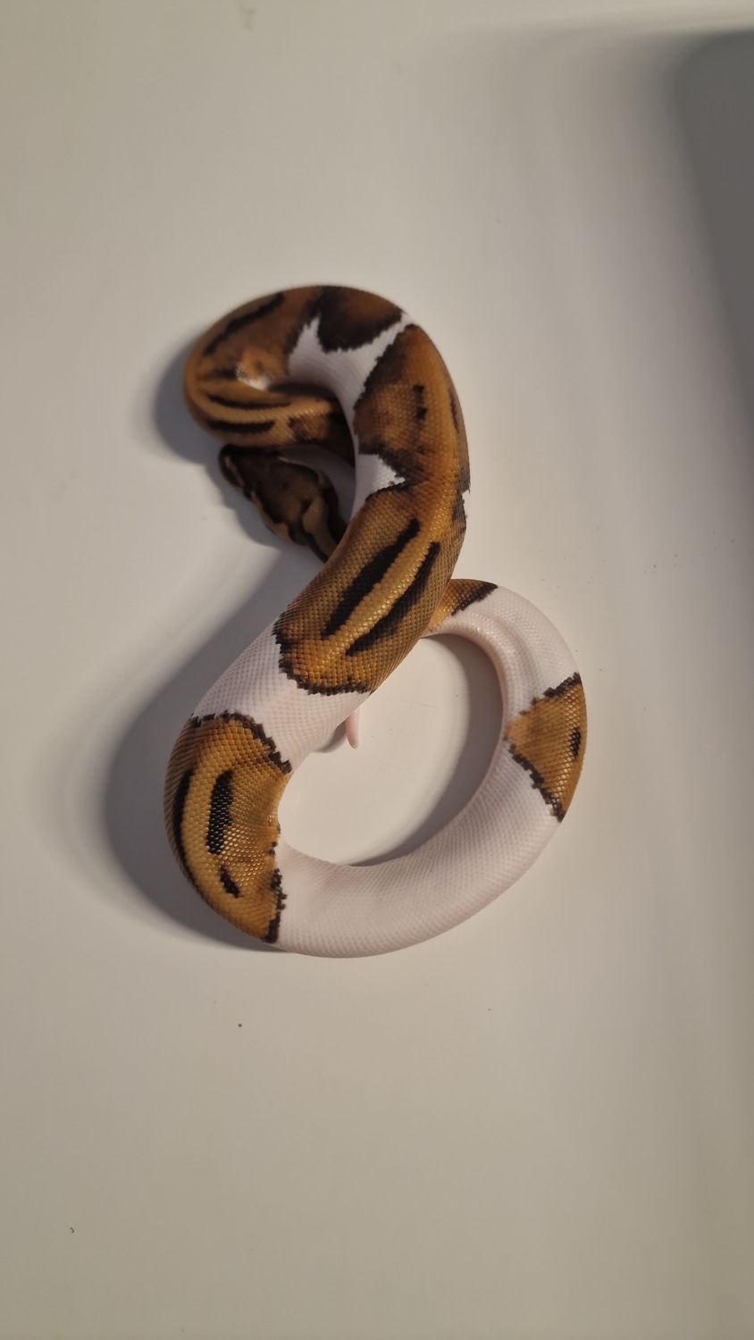 Yellowbelly Fire Piebald 50% Het Genetic Stripe Ball Python by ...