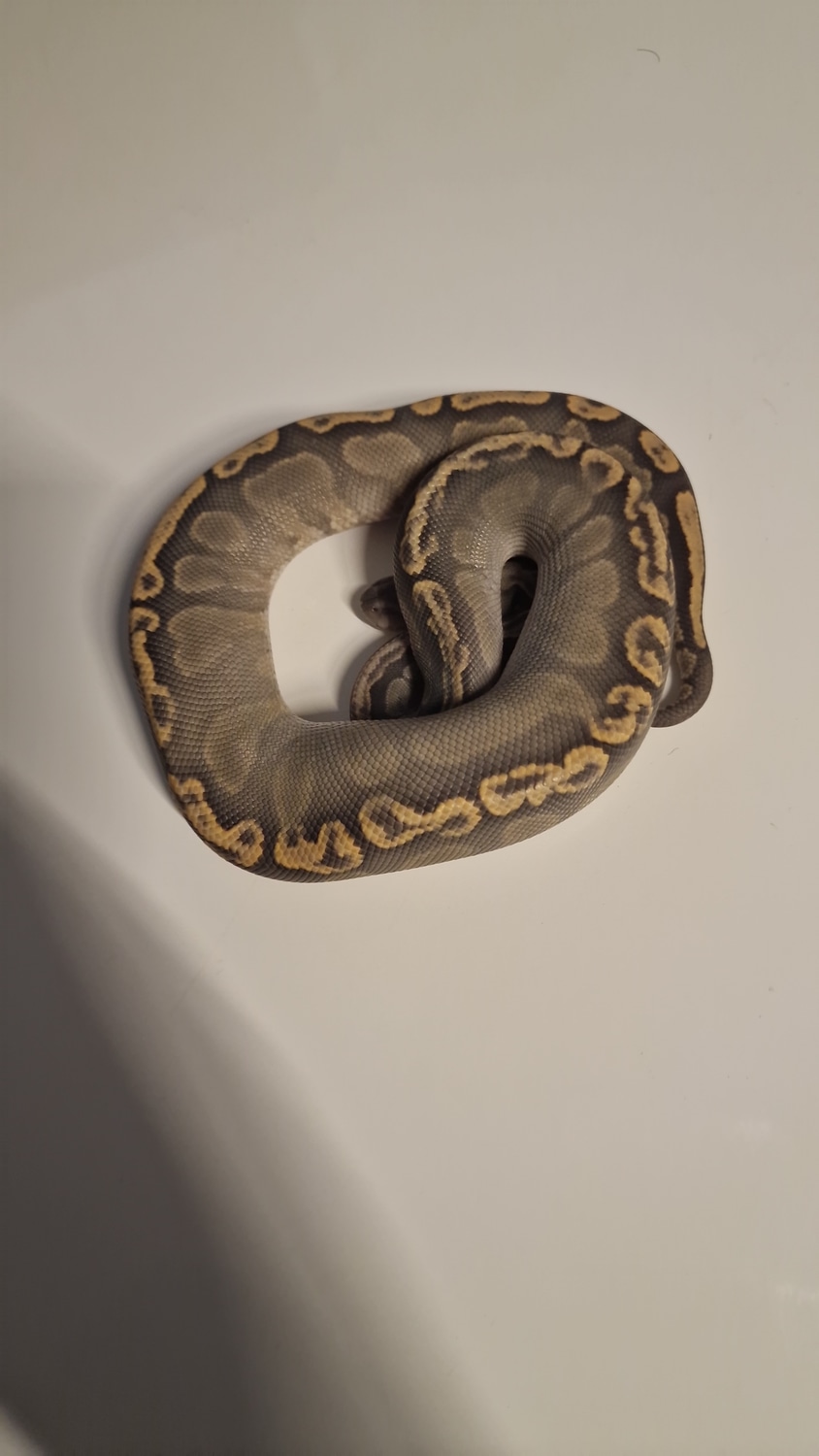 GHI Blackpastel Ghost Ball Python by KJGenetics - MorphMarket