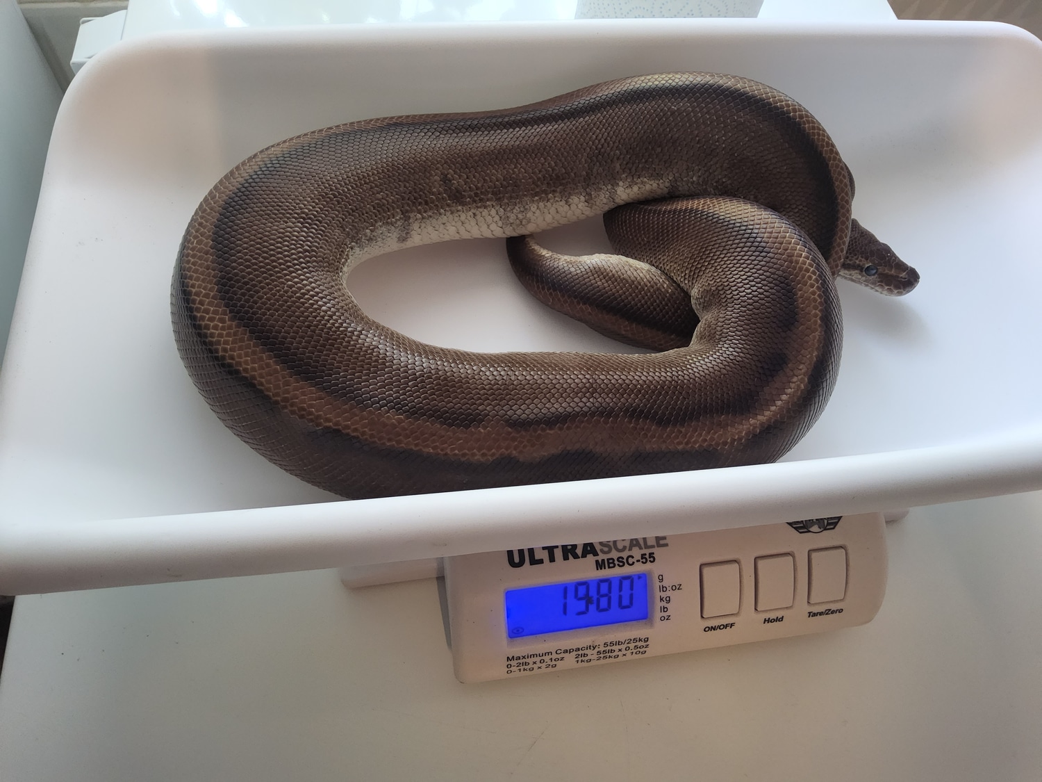 Genetic Stripe Ball Python by KJGenetics - MorphMarket