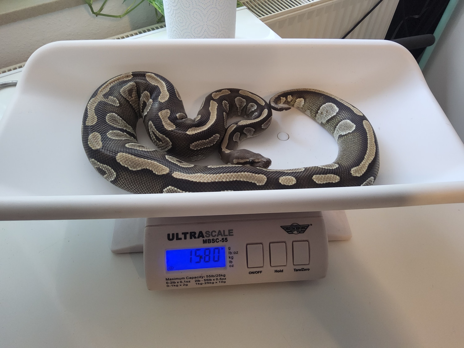 Mystic Het Genetic Stripe Ball Python by KJGenetics - MorphMarket