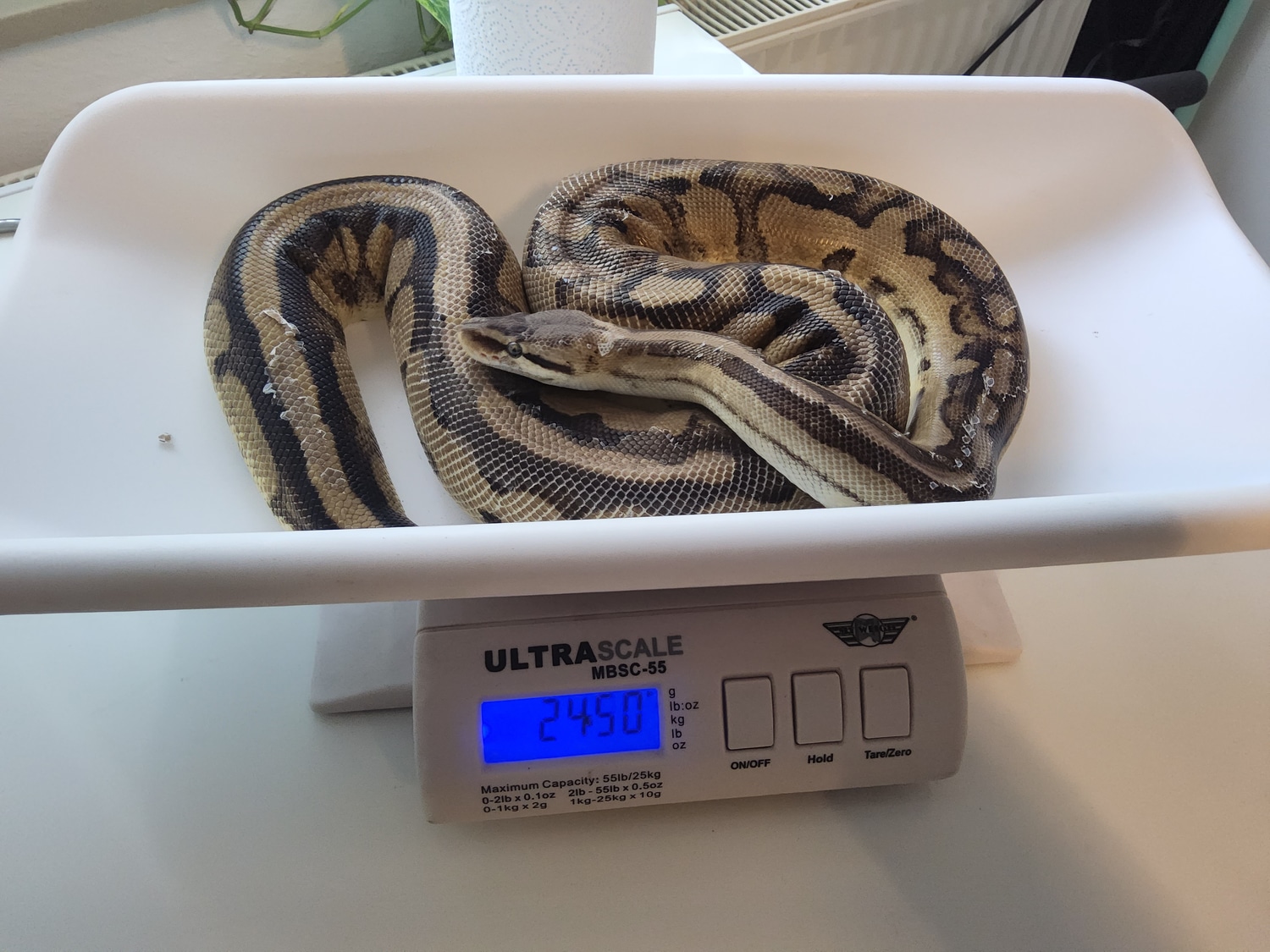 Pastel Genetic Stripe Ball Python by KJGenetics - MorphMarket