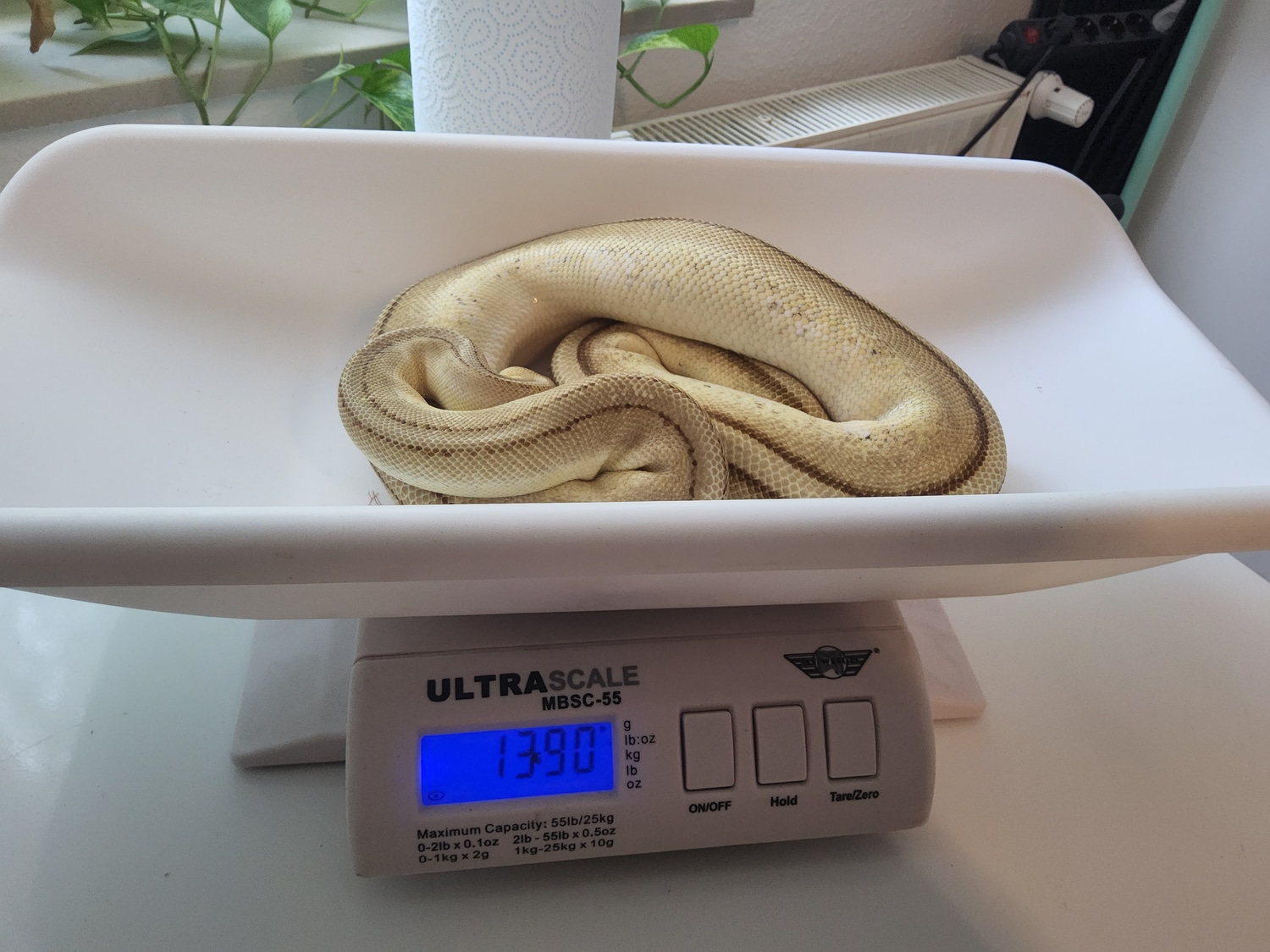 Lesser Pastel Genetic Stripe Ball Python by KJGenetics - MorphMarket