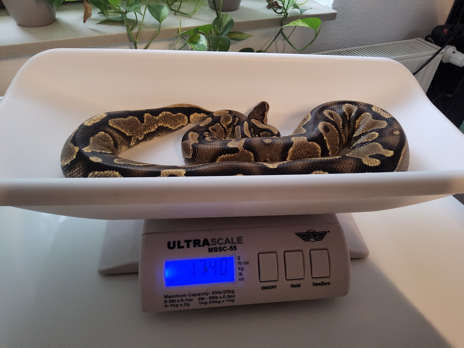 Yellowbelly Het Piebald / Genetic Stripe Ball Python by KJGenetics ...