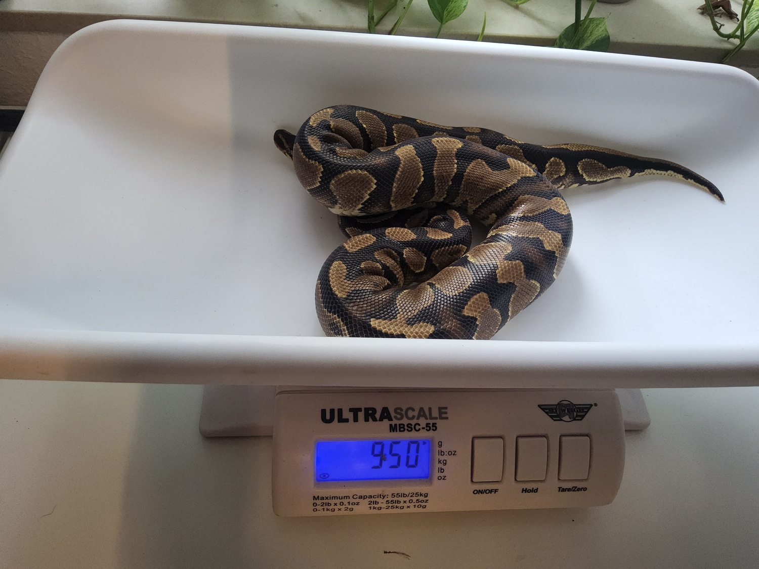 Yellowbelly Dhet Piebald / Genetic Stripe Ball Python by KJGenetics ...