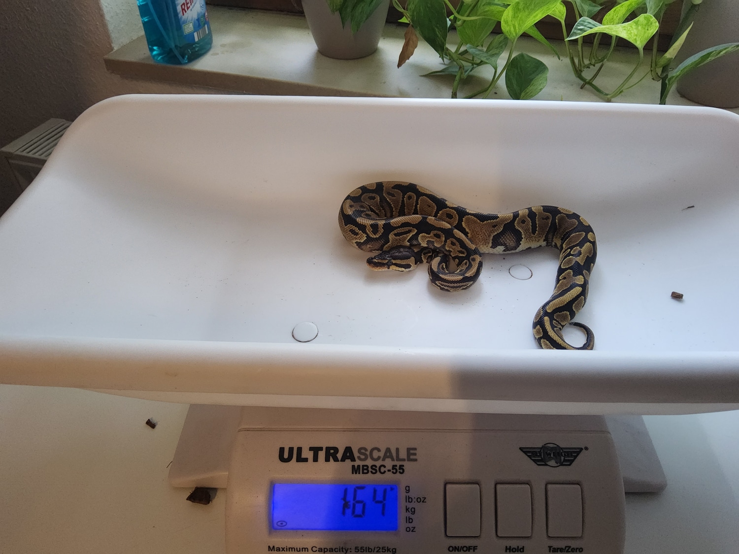 Yellowbelly Dhet Piebald / Genetic Stripe Ball Python by KJGenetics ...
