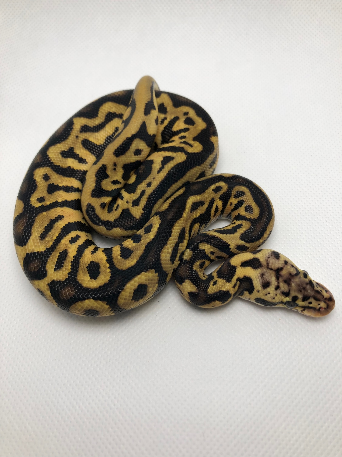 Pastel Leopard Spotnose 50% Het Clown Ball Python by KJP Reptiles ...