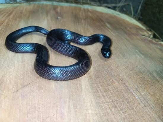 Mexican Black Kingsnakes, CB2024 - Read Description (Small Kink) by KJUN Snakehaven (KJUN.US, LLC.)