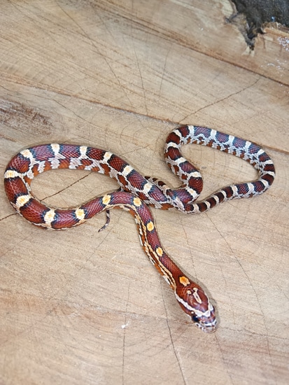 Classic Corn Snake, CB2024. Male. Het Anerythristic. PH Scaleless, Sunkissed, Red Coat, Hypo ...