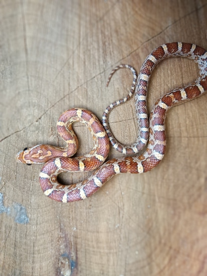 Classic / Normal Corn Snake. Male. CB2024. Het Anerythristic. PH Cinder ...