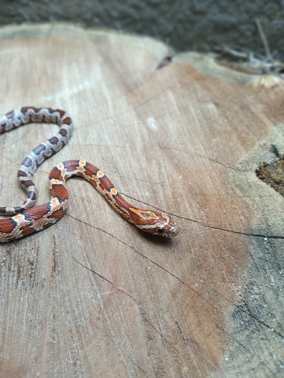 Classic / Normal Corn Snake. Male. CB2024. by KJUN Snakehaven (KJUN.US ...