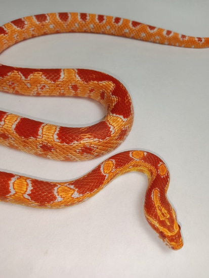 Reverse (Albino) Okeetee Corn Snake, CB2023, Male. PH Anerythristic ...