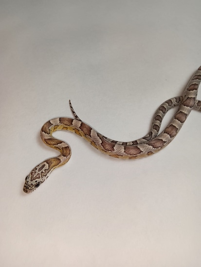 Sunkissed Anerythristic Corn Snake. CB2024. Female. by KJUN Snakehaven (KJUN.US, LLC.)