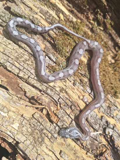 Blue Motley (Dilute Anerythristic Motley) Corn Snake, CB2024. Male. by KJUN Snakehaven (KJUN.US ...