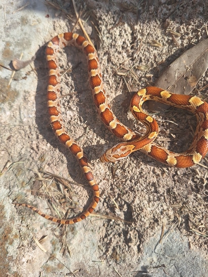 Buf Corn Snake, CB24, HET Sunkissed With Lots Of Possible Het Traits! Male. by KJUN Snakehaven ...